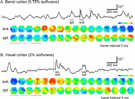 Propagating Waves In Barrel And Visual Cortices Download Scientific