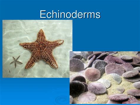 Ppt Fascinating Echinoderms Discovering Their Unique Characteristics Powerpoint Presentation