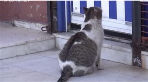 АКО МАЧКАТА ВИ ДОЈДЕ ПРЕД ВРАТА И НЕ САКА ДА СИ ОДИ Еве што значи за вас што ќе ви се случи