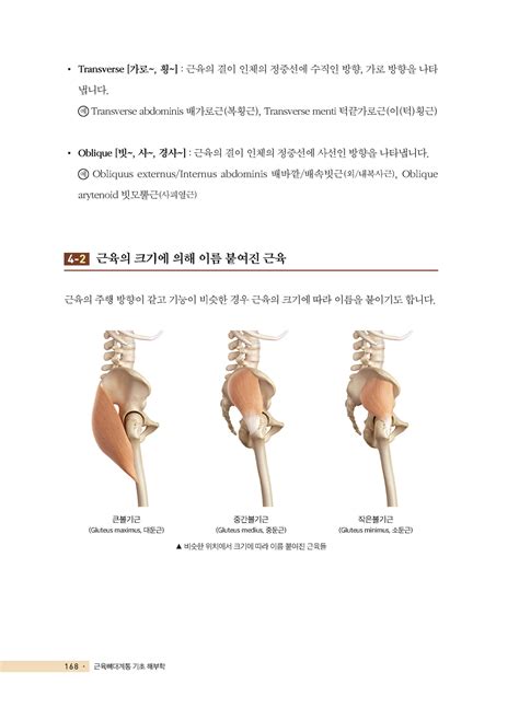 알라딘 미리보기 근육뼈대계통 기초 해부학