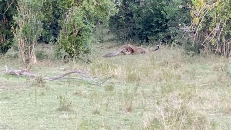 Python Constricts Leopard