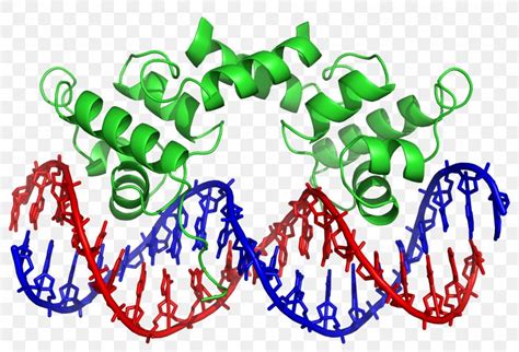 Transcription Factor Dna Binding Domain Dna Binding Protein Png 1569x1068px Watercolor