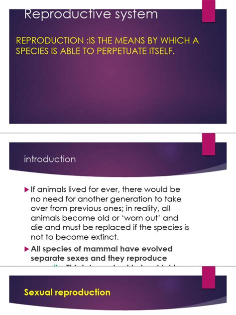 Reproductive System2 Pdf Testicle Sex