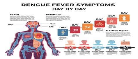 Dengue Fever Symptoms Day By Day Complete Breakdown With Timeline
