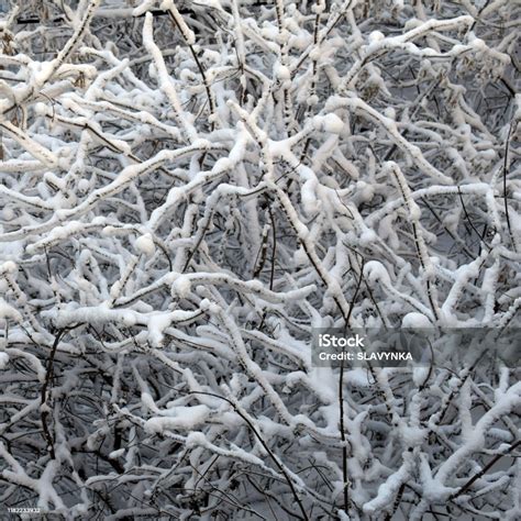 눈 속에서 나뭇가지 순수한 하얀 눈 겨울 요정 숲입니다 엽서에 대한 배경입니다 서리가 내린 아침 0명에 대한 스톡 사진 및 기타 이미지 Istock