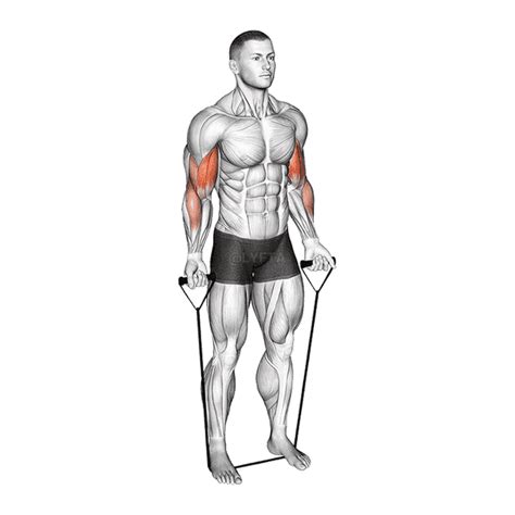 Band Standard Biceps Curl Video Guide Lyfta