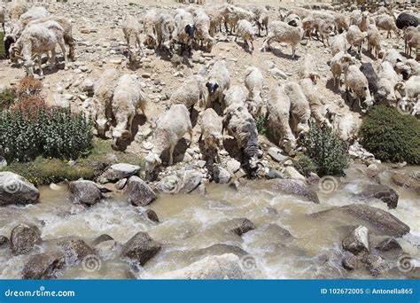 Pashmina Goats In Ladakh India Stock Image Image Of Asia India