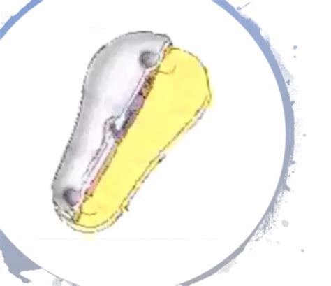 Development Of The Nervous System Flashcards Quizlet
