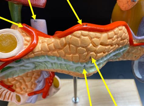 Internal Organs Diagram Quizlet