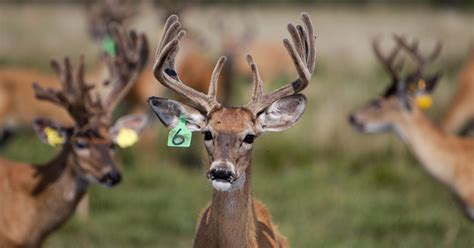 Indiana Senate President Moves Captive Deer Hunting Bill