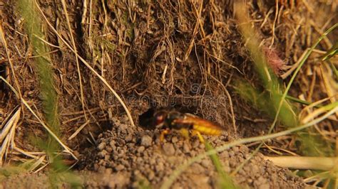 European Beewolf Philanthus Triangulum Also Called Bee Wolf Bee Killer Wasp Stock Footage