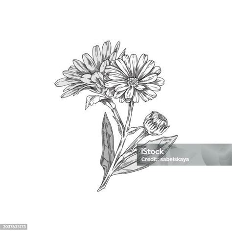 아름 다운 금잔화 또는 금잔화 가지 꽃과 잎 벡터 새겨진 손으로 그린 유기농 허브 차 공장 새긴 이미지에 대한 스톡 벡터 아트 및 기타 이미지 Istock