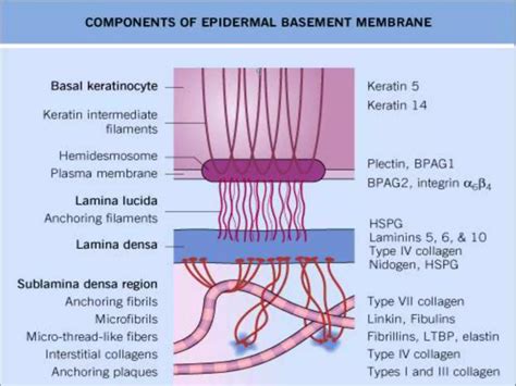 Dermo Epidermal Junction Pptx