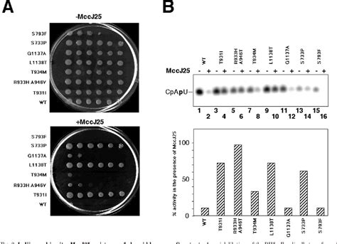 Figure 2 From Mutations Of Bacterial Rna Polymerase Leading To