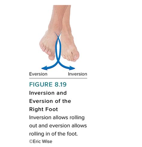 Joints Flashcards Quizlet