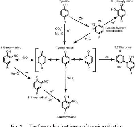 Tyrosine Nitration Semantic Scholar