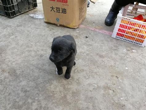 農村大集上，三隻純黑色的小土狗惹人愛，50元一隻，你喜歡嗎 每日頭條