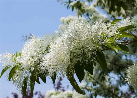 Chinese Fringe Tree Care Plantly