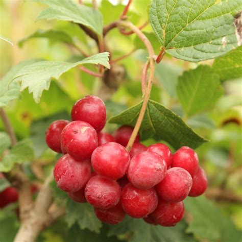 Buddleja Davidii Black Knight Multiplants
