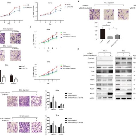 Rab31 Promotes The Migration And Invasion Of Cervical Cancer Cells A
