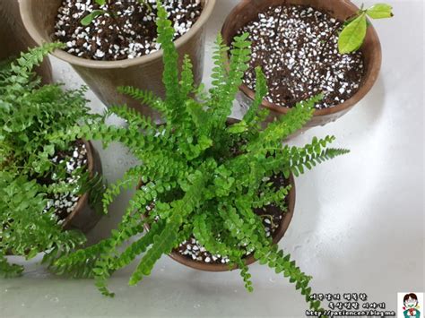 고양이를 위한 식물 후마타고사리 더피고사리 보스톤고사리 네이버 블로그