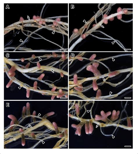 Nodulated Main And Lateral Roots Of Wild Type Sge Pea Plants