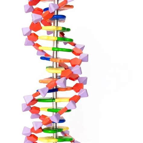Cell Reports：中山大学陈月琴实验室发现染色质相关小核仁rna参与基因组稳定性维护 Snorna 功能 经典