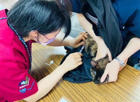 臺北市政府全球資訊網 市府新聞稿 北市動保處狂犬病防疫軟硬兼施 今（113）年免費注射活動已規劃103場次同步加強稽查落實裁罰
