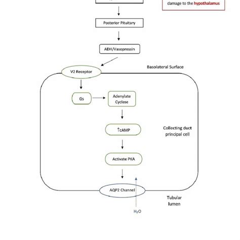 Dipsogenic Diabetes Insipidus Is Caused By Excessive Fluid Intake Or Download Scientific