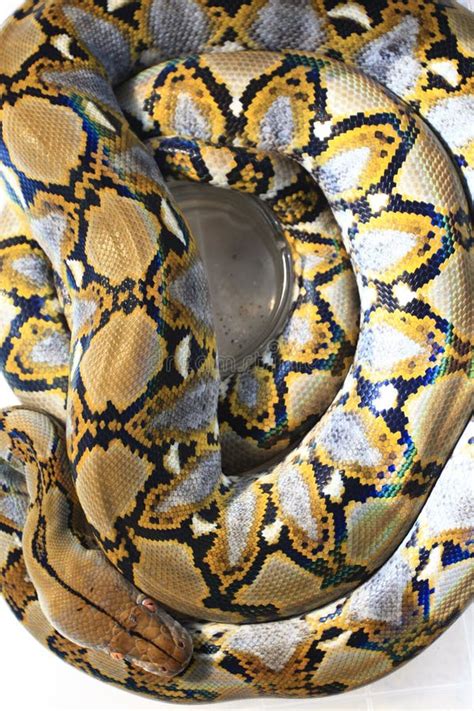 Reticulated Python Python Reticulatus Stock Image Image Of Ball