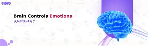 Hypothalamus Function Key Roles In Hormones And Homeostasis