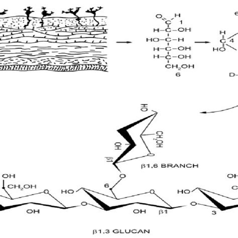 Immune Activation Induced By β Glucans Download Scientific Diagram