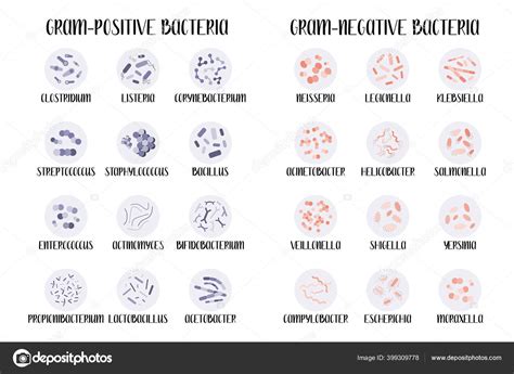 Morphology Of Gram Negative Bacteria