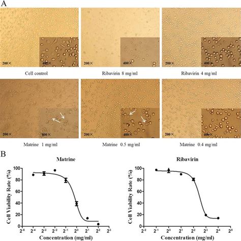 Pam Cells Respectively Infected With Prrsv Pcv2 And Prrsvpcv2 From 6 Download Scientific