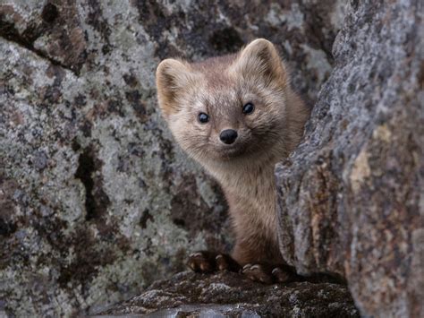 Гейзеры Камчатки или Кроноцкий заповедник — Заповедник Аскания Нова