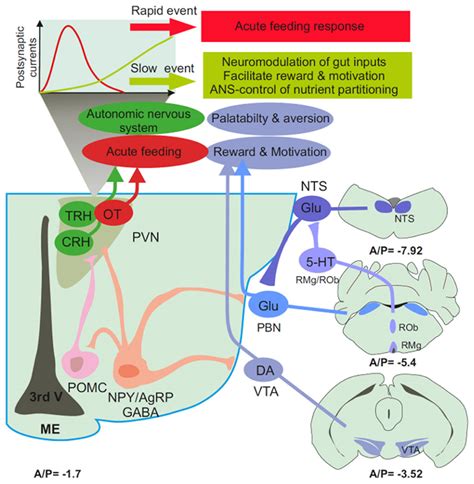 Arcuate Nucleus