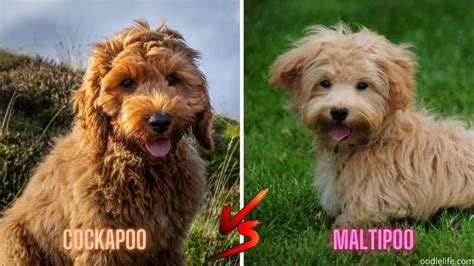 Cockapoo Vs Maltipoo Breed Comparison With Photos Oodle Life