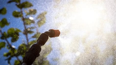 Is It Necessary To Fertilize Your Shrubs