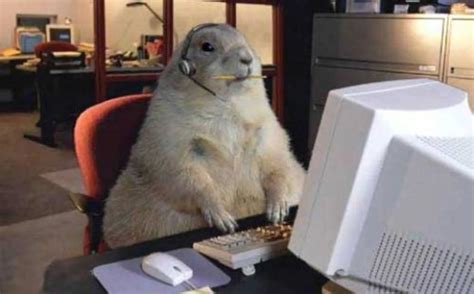 Create Meme The Animal Behind The Computer The Groundhog At The