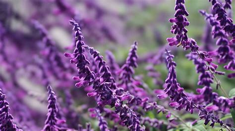 아름 다운 화려한 꽃 꽃 자연 식물 Hd 배경 화면 Wallpaperbetter