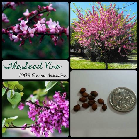 Graine Plante Intérieur Judas Tree Cercis Siliquastrum 10 Graines