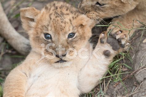 야생에서 귀여운 사자 새끼 스톡 사진 Freeimages