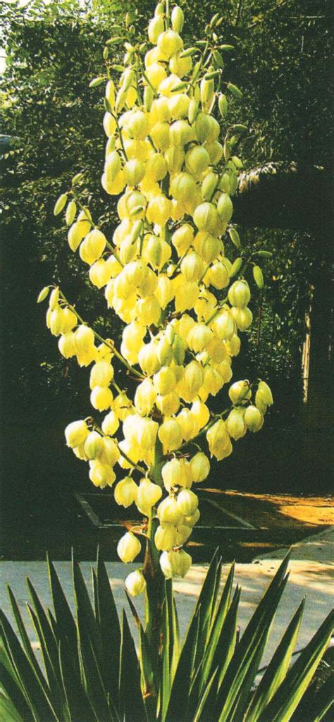 阴痿 中药学 医学