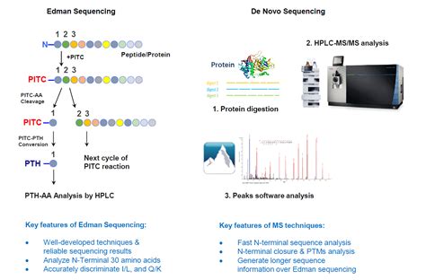 N Terminal Sequencing Service Mtoz Biolabs