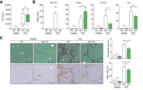 Orphan Receptor Gpr176 In Hepatic Stellate Cells Exerts A Profibrotic Role In Chronic Liver