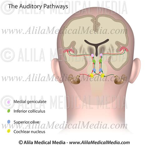 What Where Auditory Pathway