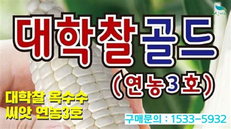 신바람 플랜트 협력농가 판매상품 나무장터com 대학찰 옥수수 씨앗 연농3호 150립 70립 수확빠른 종자 Youtube