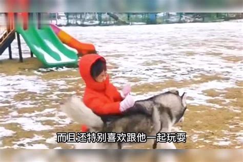 天生双目失明的哈士奇，背后故事让无数网友感慨，结局让人泪目网友故事结局