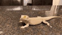 Bearded Dragon  Bearded Dragon Discover And Share S