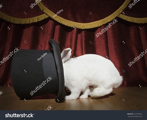 Pulling Rabbit Out Hat Stock Photo Shutterstock